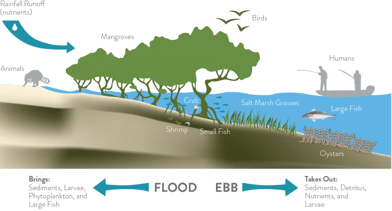 Living Shoreline - Restore Our Shores