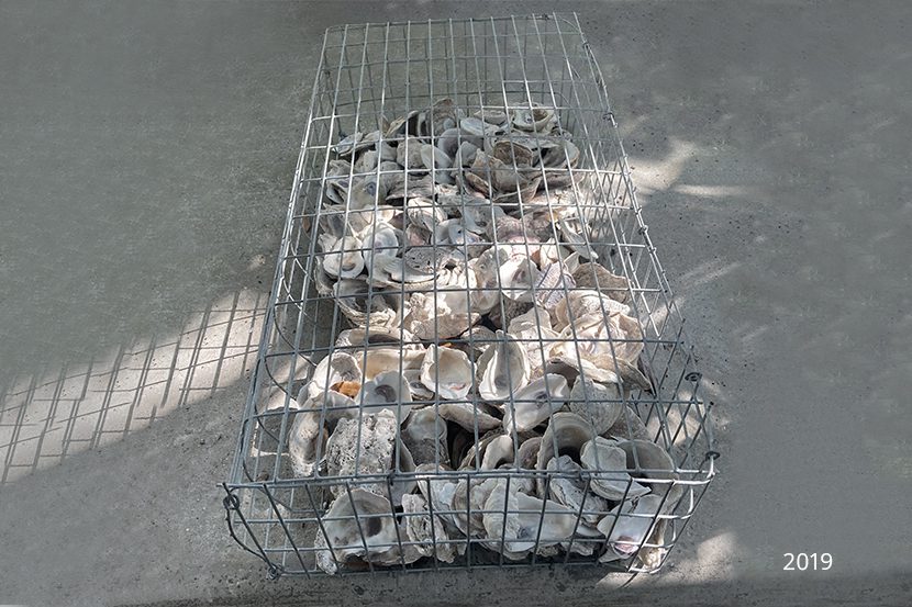 Oyster Reefs - Restore Our Shores
