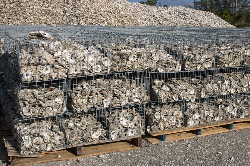 Oyster Reefs - Restore Our Shores