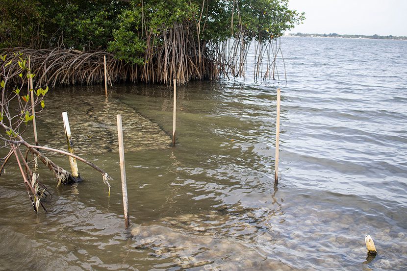 Buffer Zones - Restore Our Shores