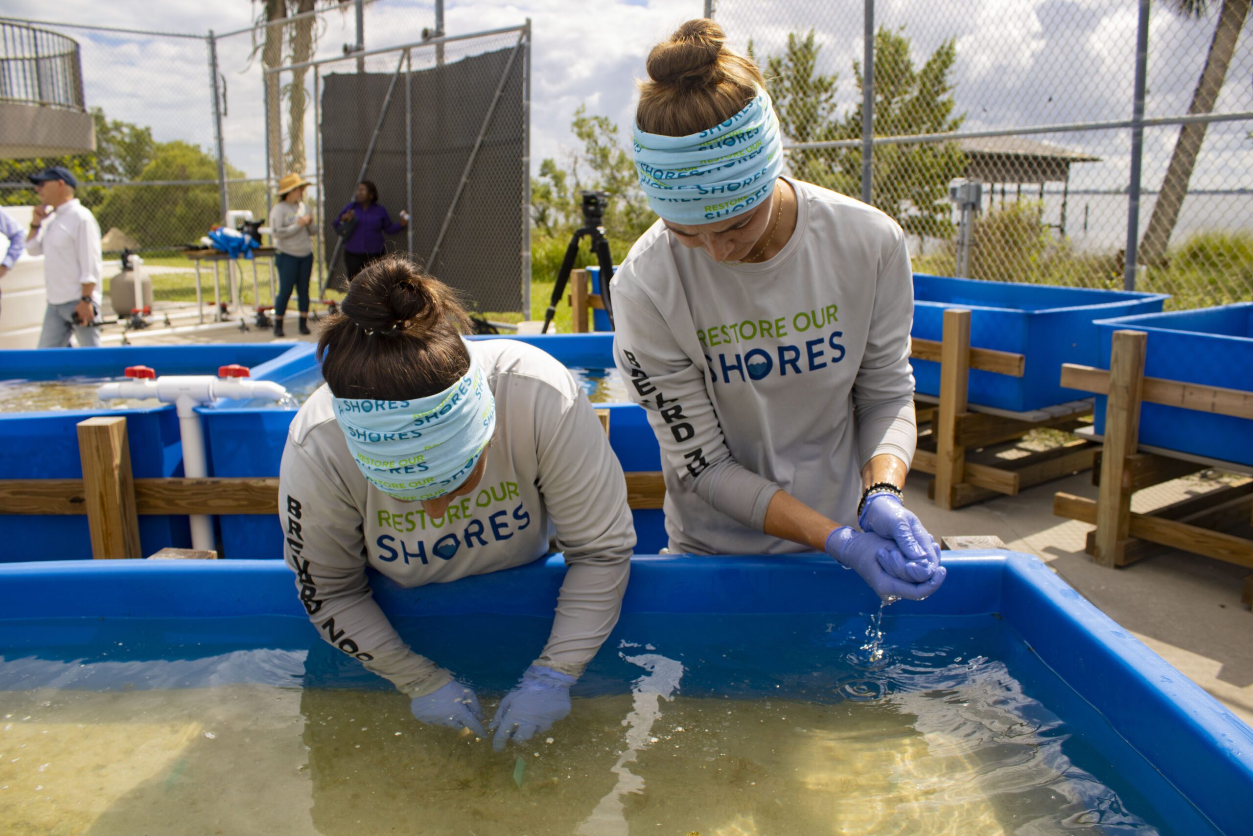 Seagrass - Restore Our Shores